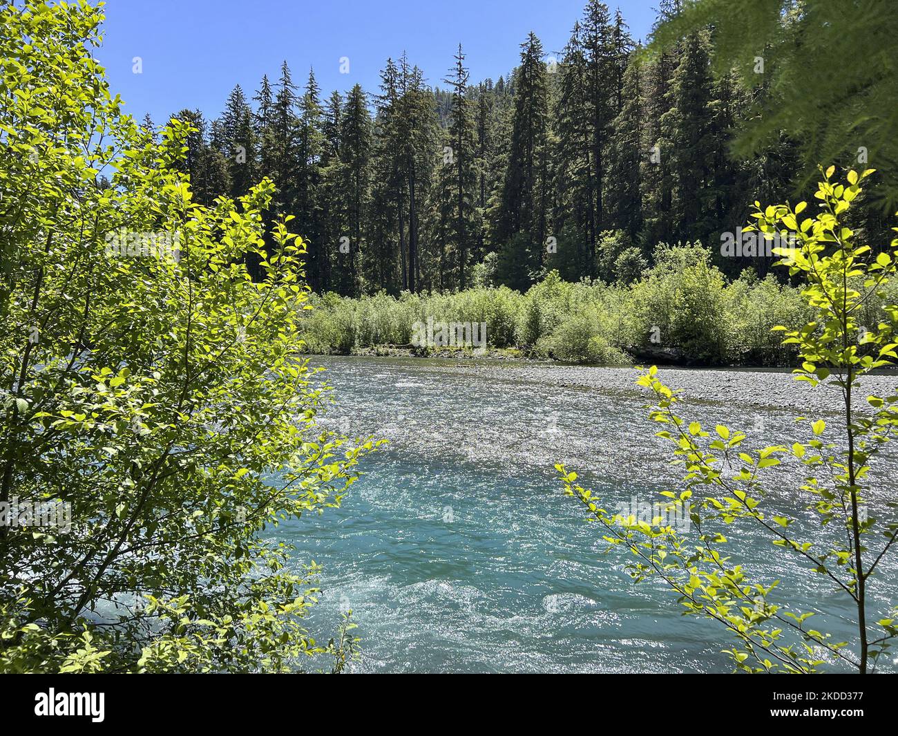 Hoh River along the Hoh River Trail in Olympic National Park in ...