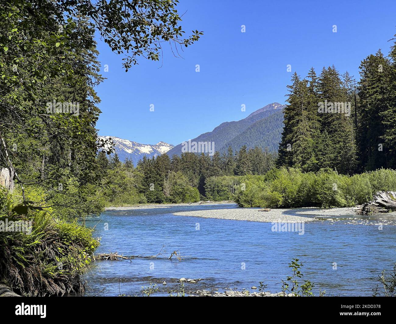 Hoh River along the Hoh River Trail in Olympic National Park in ...