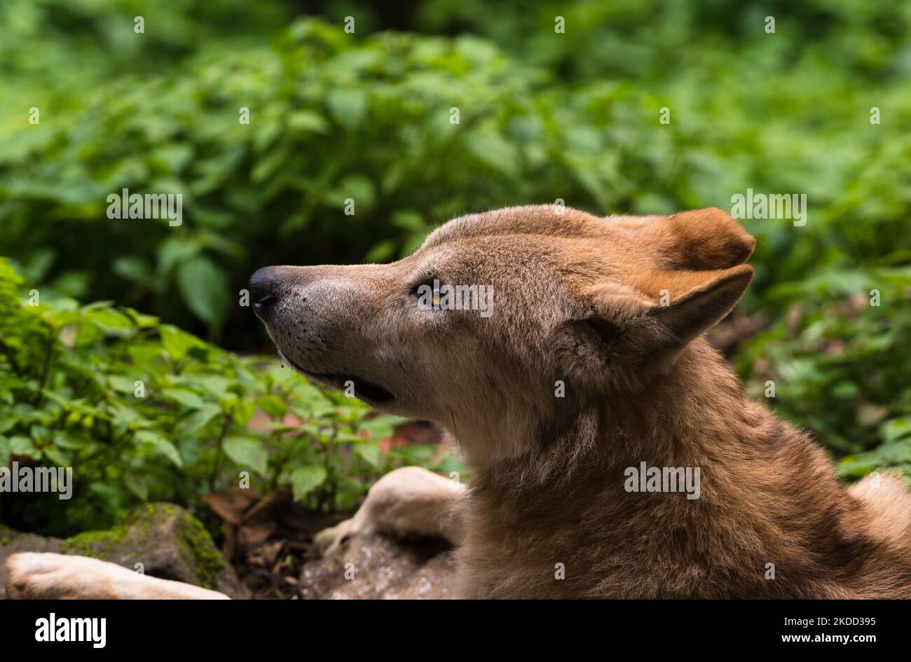 The Himalayan wolf (Canis lupus himalayensis Gray) has been suggested ...