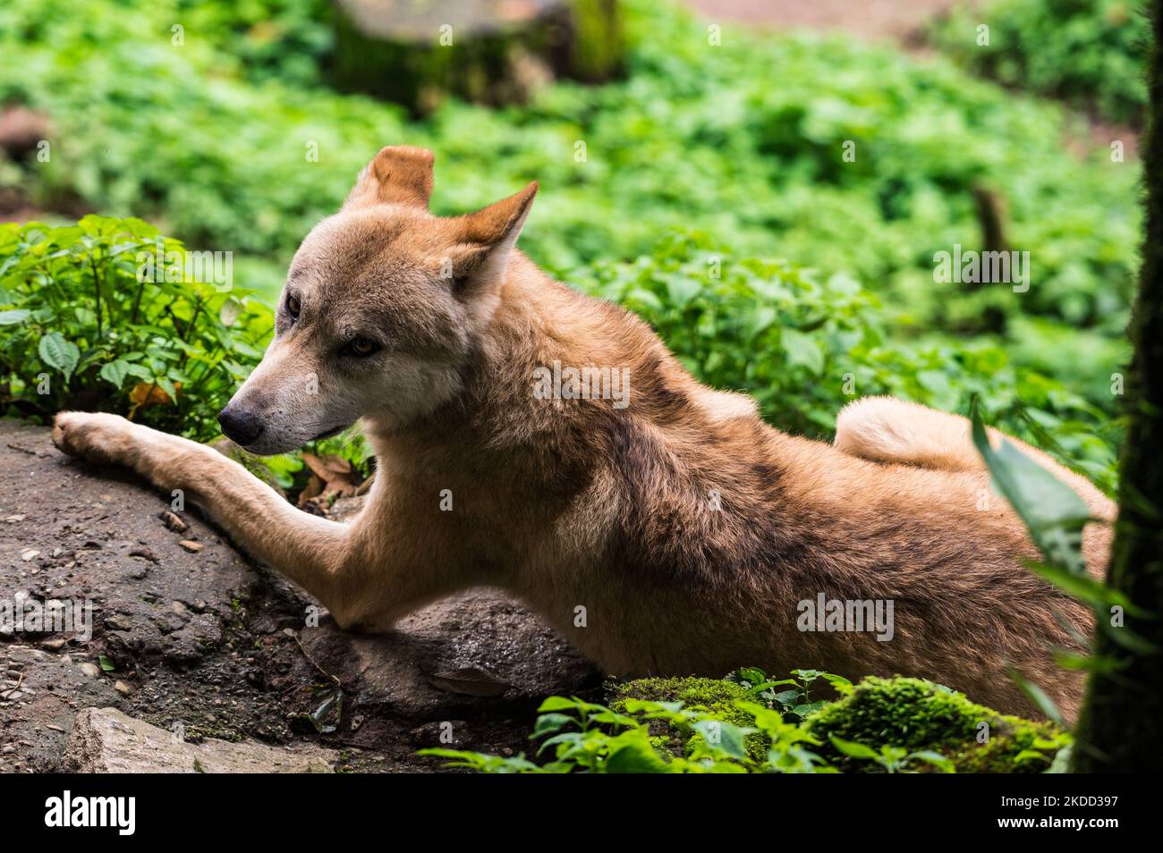 The Himalayan wolf (Canis lupus himalayensis Gray) has been suggested ...