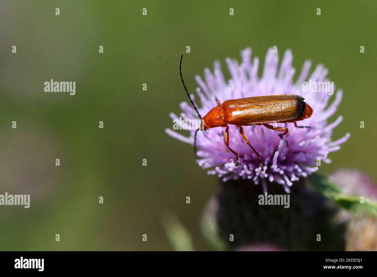 Common red soldier beetle (Rhagonycha fulva) in Markham, Ontario ...