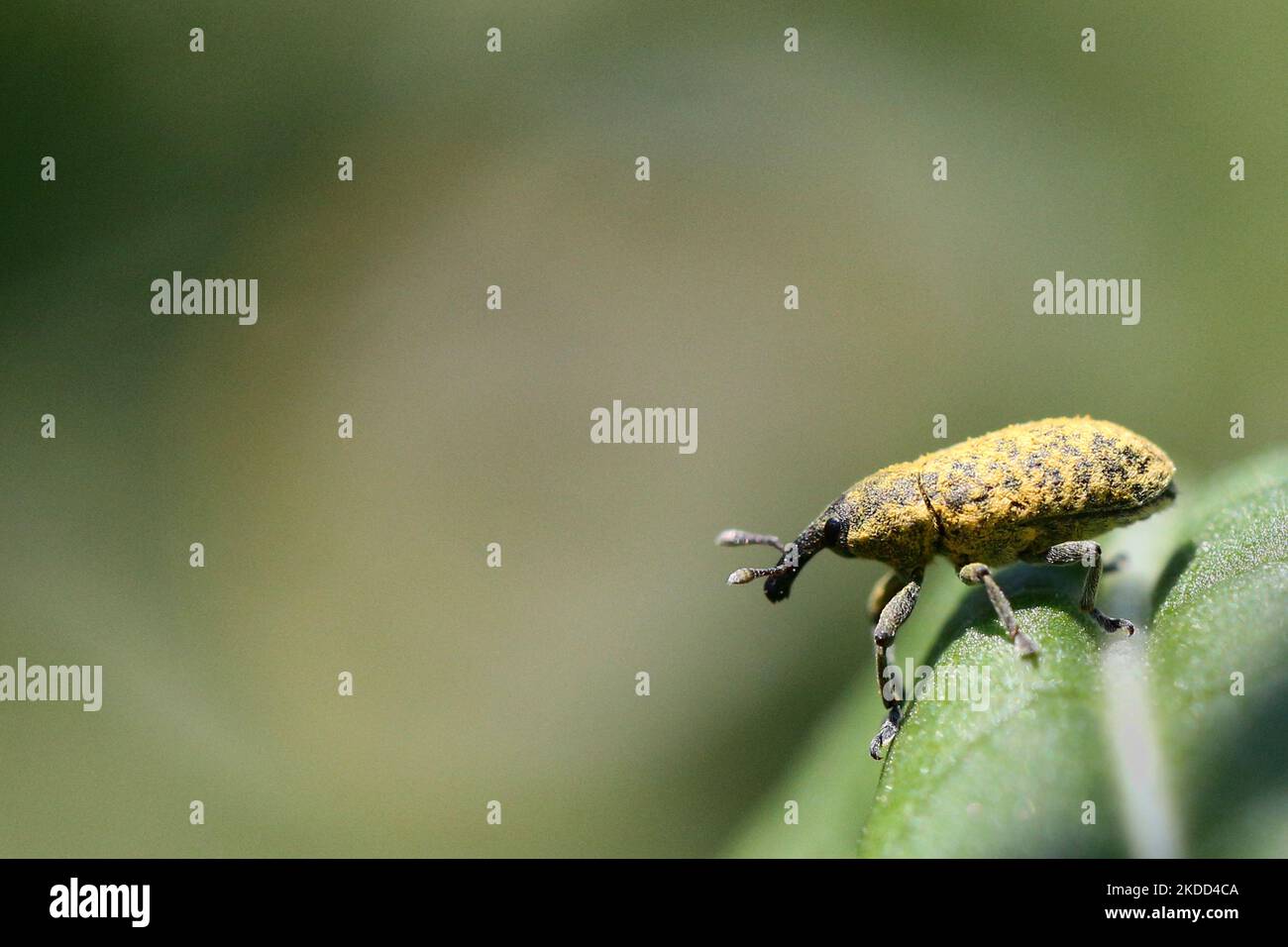 Carrot weevil hi-res stock photography and images - Alamy