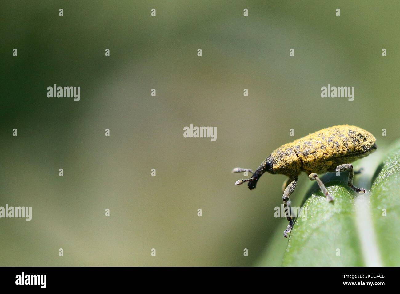 Carrot weevil (Listronotus oregonensis) on a leaf in Markham, Ontario ...