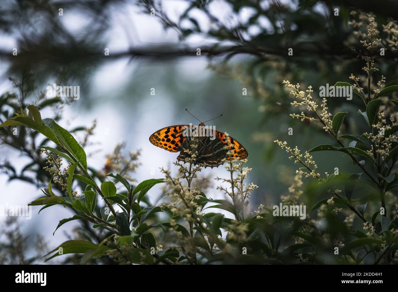 The Spotted rustic butterfly or Common leopard butterfly (Phalanta ...