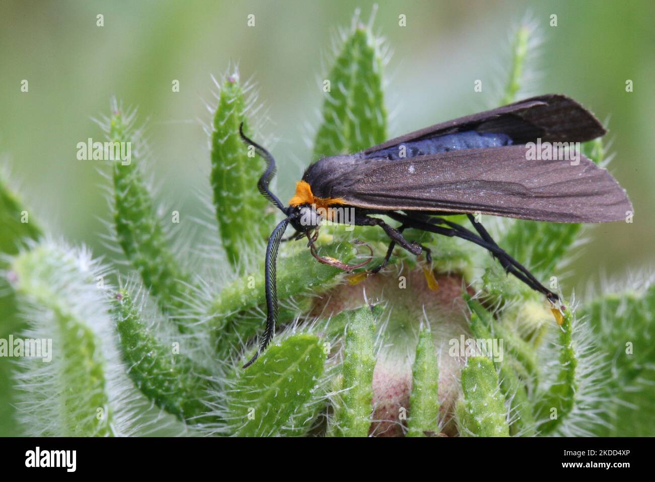 Virginia ctenucha moth virginica hi-res stock photography and images ...