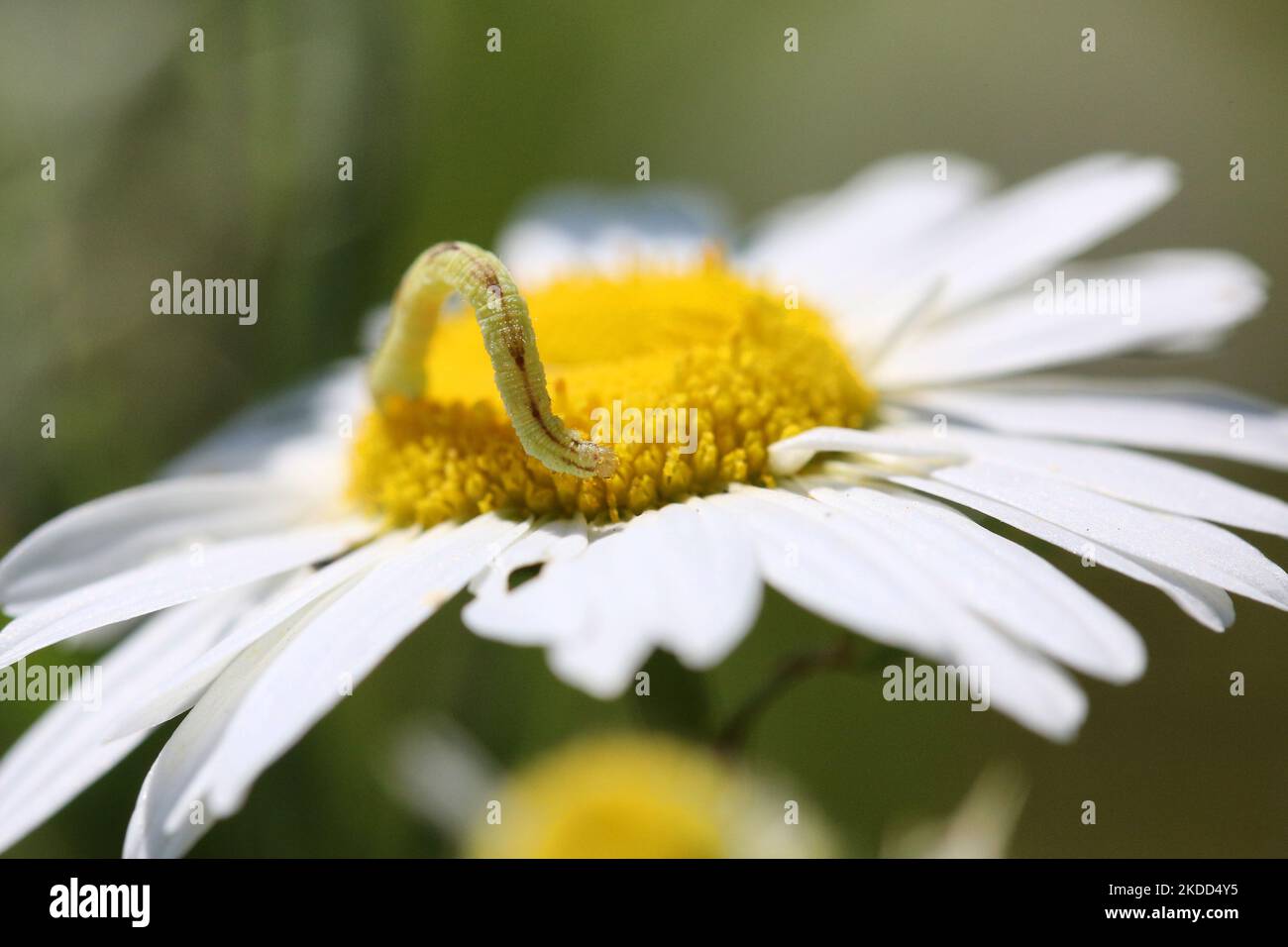 Spring cankerworm hi-res stock photography and images - Alamy