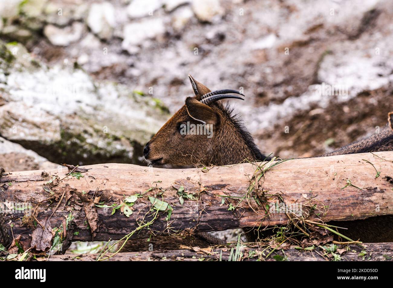 Red goral hi-res stock photography and images - Alamy