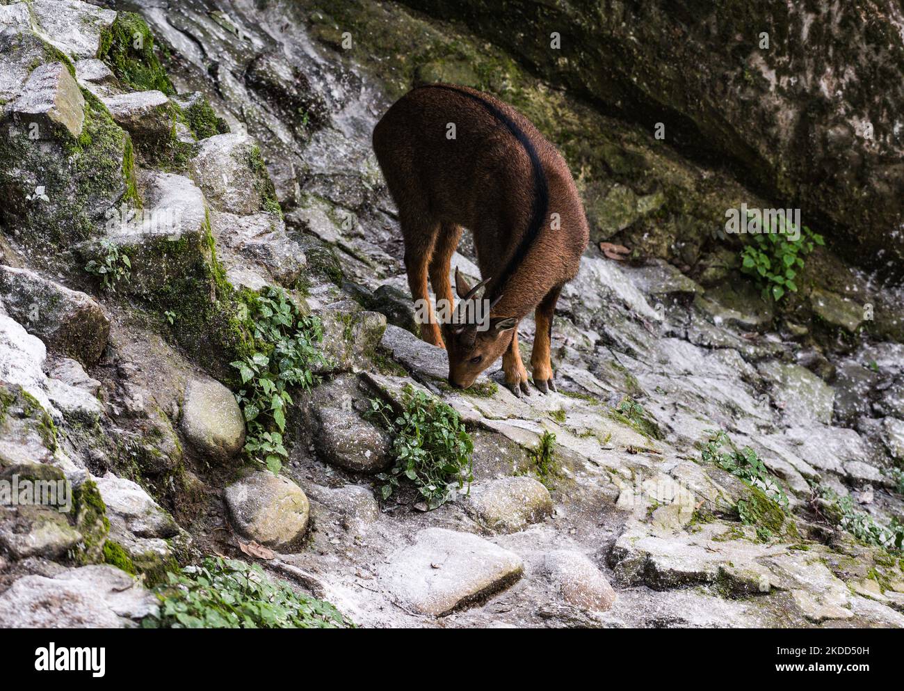 The Himalayan goral (Naemorhedus goral) is a bovid species that occur ...