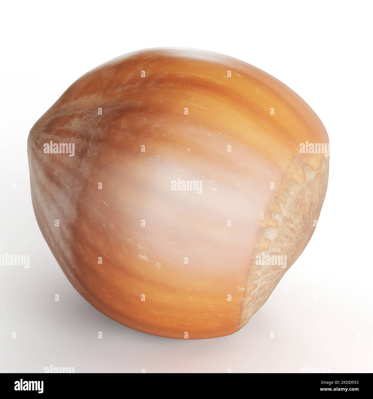 A closeup realistic 3d rendering of a hazelnut isolated on a white ...