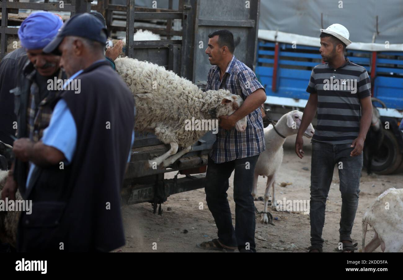 Palestinians sell sheep at a livestock market, ahead of Eid al-Adha, in ...