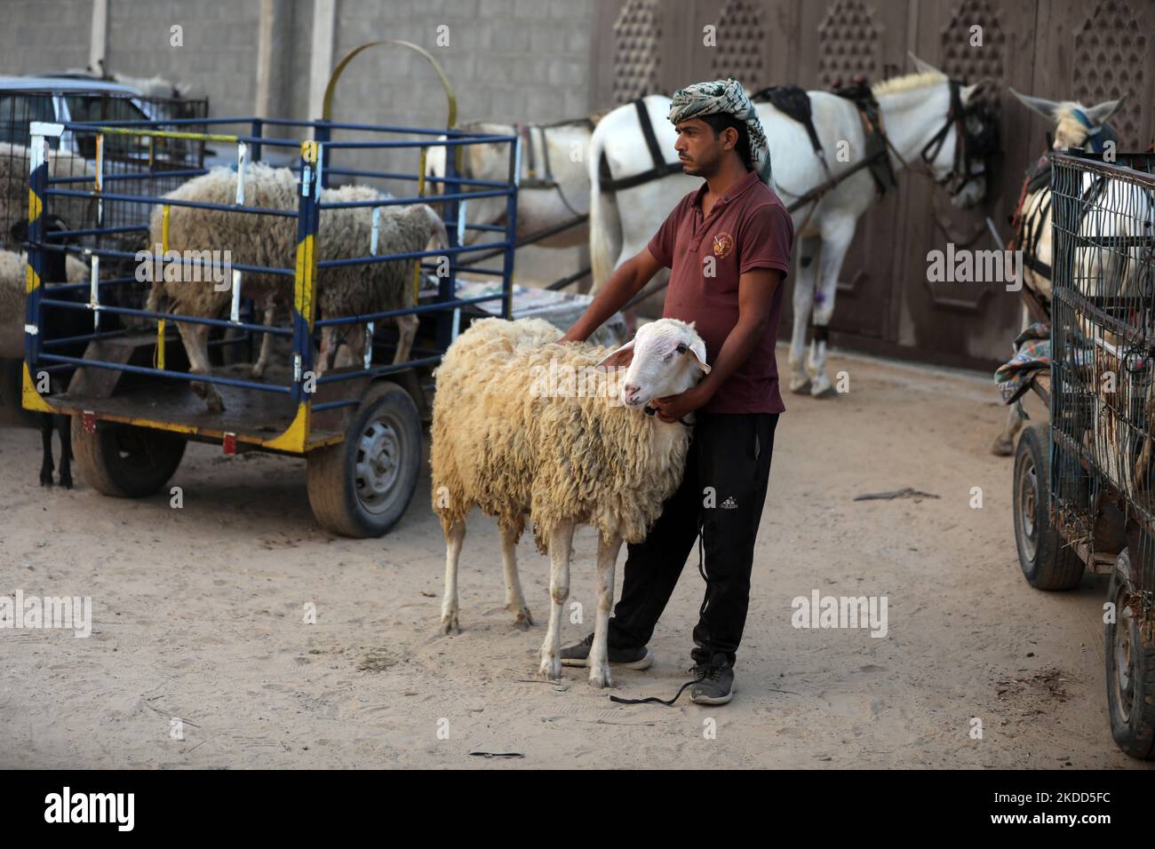 A Palestinian sheep vendor shows his livestock to buyers at a livestock ...