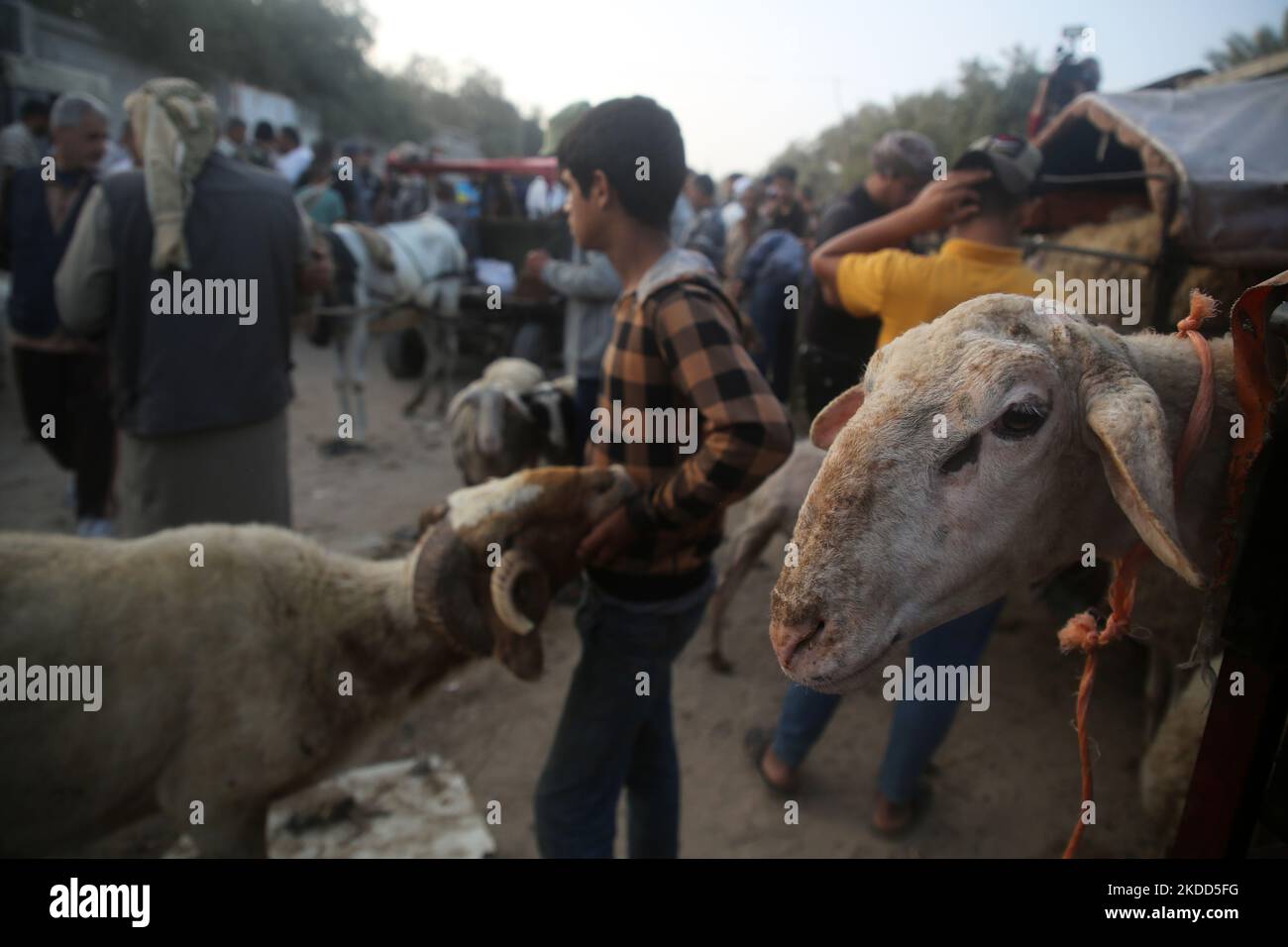 Palestinians sell sheep at a livestock market, ahead of Eid al-Adha, in ...