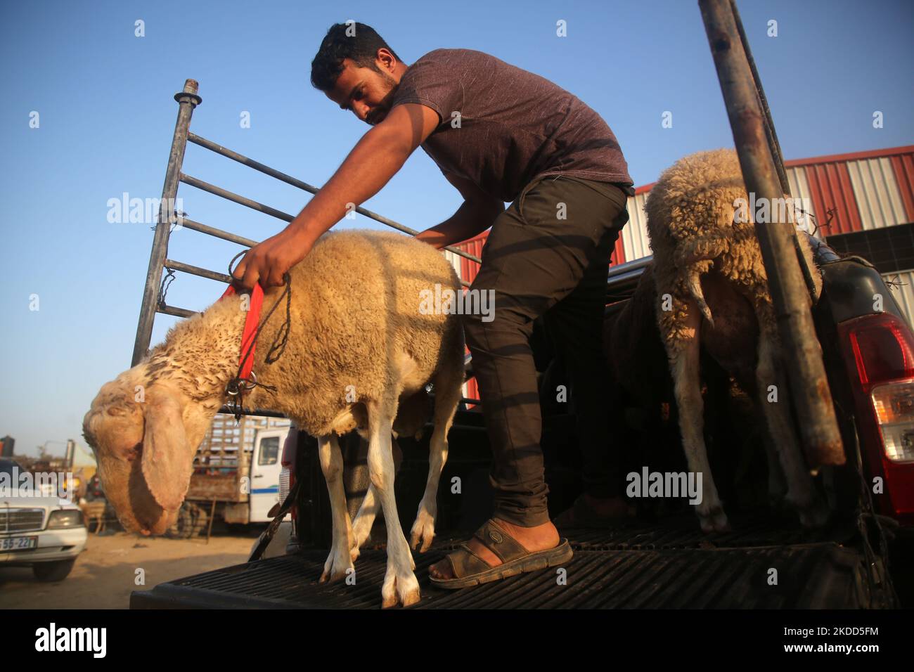 Palestinian sheep vendor hi-res stock photography and images - Alamy