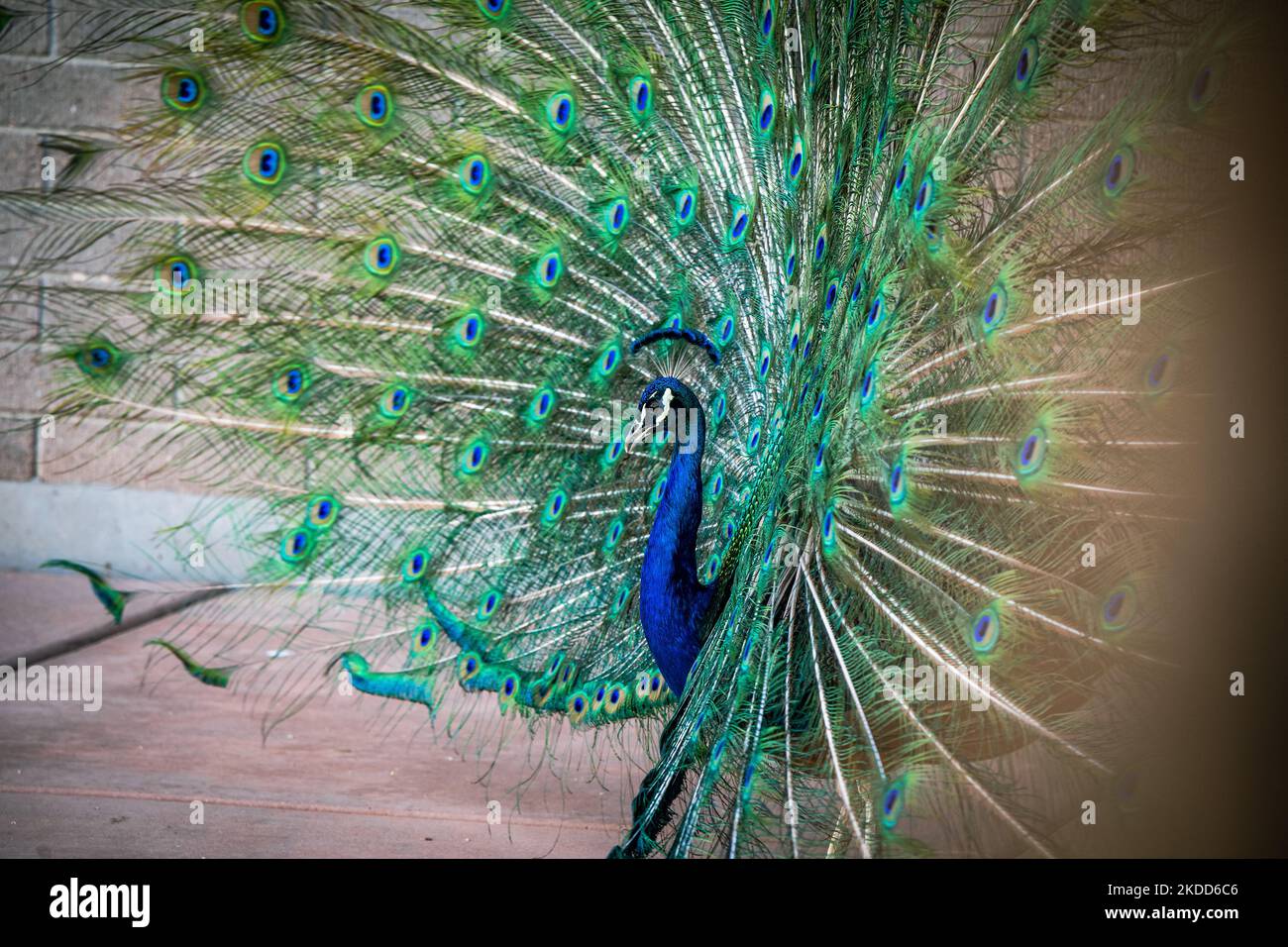Peacock dancing open feathers hi-res stock photography and images - Alamy