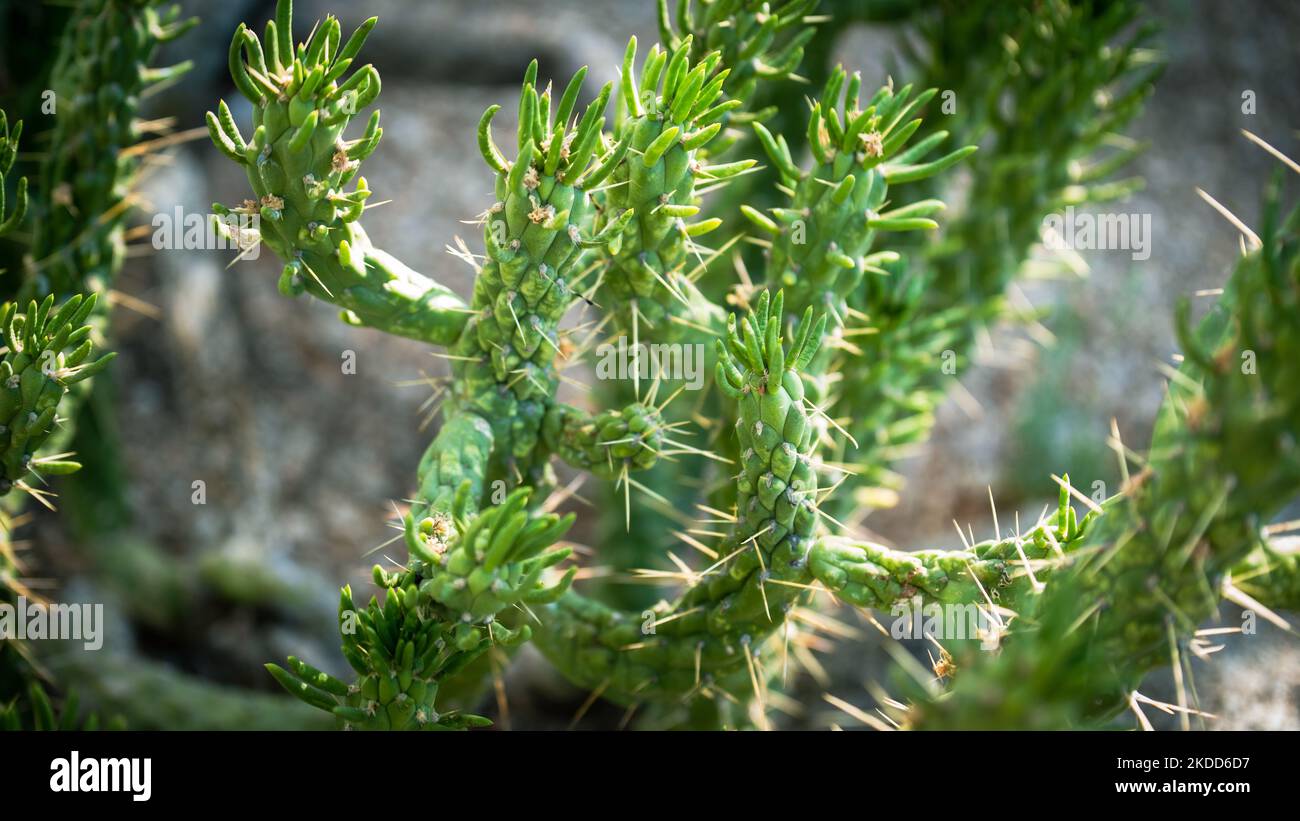 A closeup of Eve's pin with the blurred background Stock Photo - Alamy