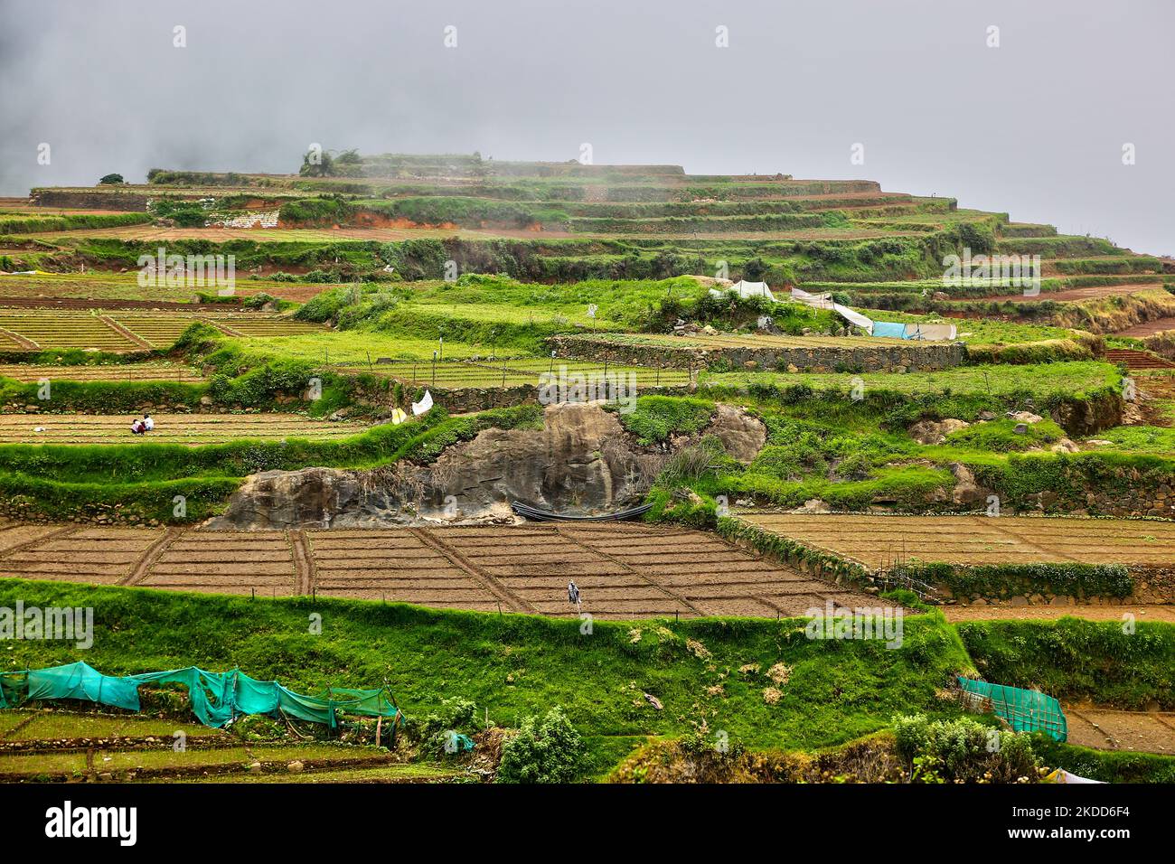 Farmland surrounding the Poombarai Village in Kodaikanal, Tamil Nadu ...