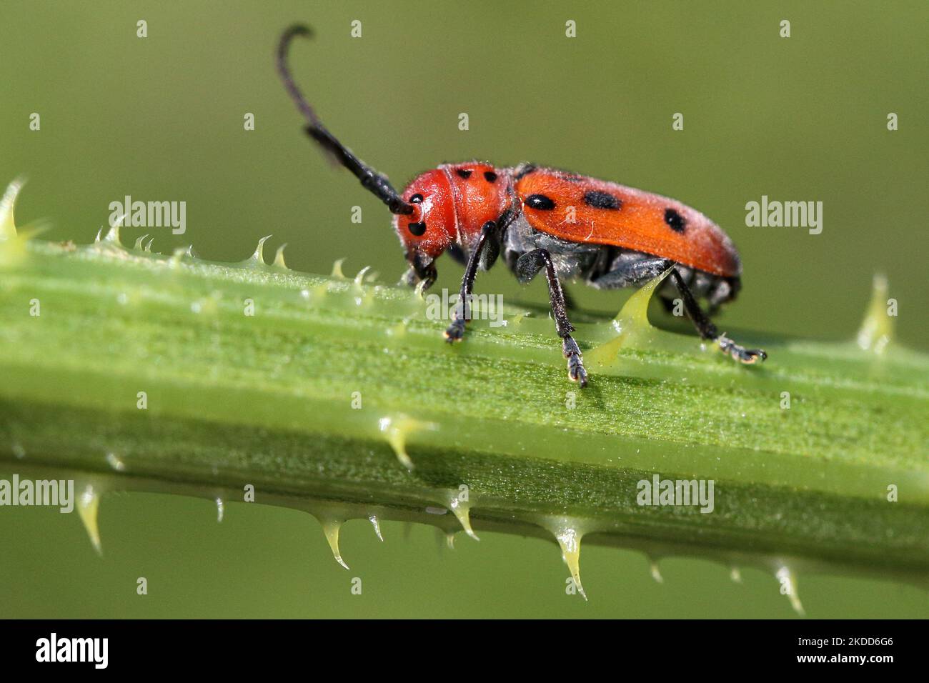 Cerambycidae longhorned beetles hi-res stock photography and images - Alamy