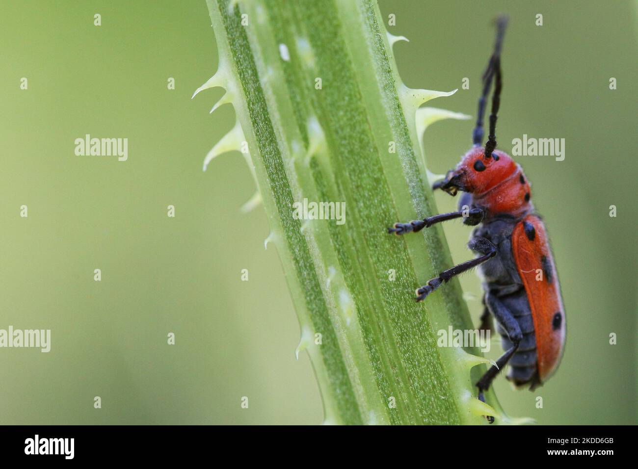 Cerambycidae longhorned beetles hi-res stock photography and images - Alamy