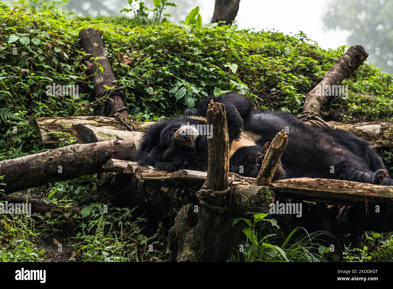 The Asian black bear (Ursus thibetanus), also known as the Asiatic ...