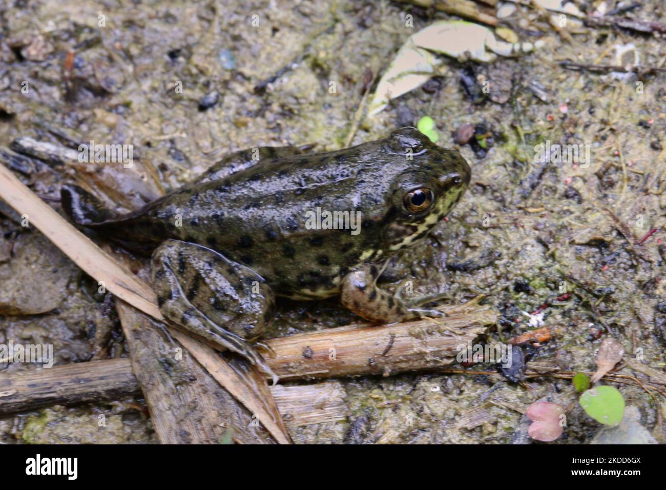 Green Froglet (Lithobates clamitans or Rana clamitans) with a tail ...