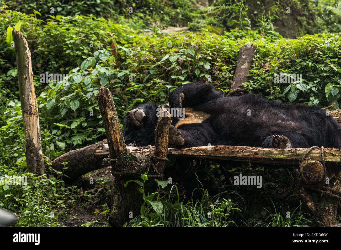 The Asian black bear (Ursus thibetanus), also known as the Asiatic ...