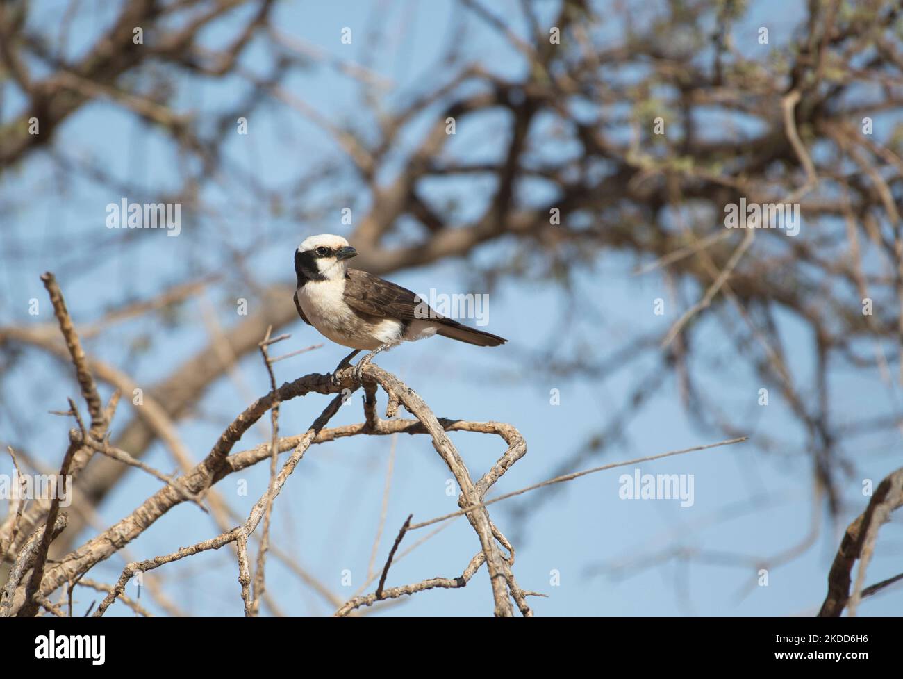Northern white-crowned shrike (Eurocephalus ruepelli Stock Photo - Alamy
