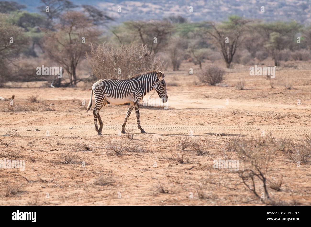 Grevy's zebra (Equus grevyi), young male or stallion Stock Photo - Alamy