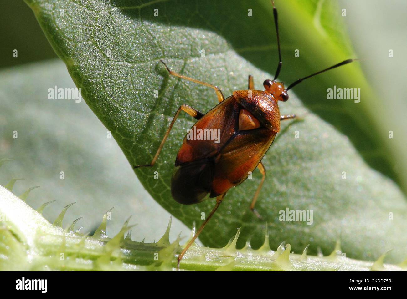 Lygidea mendax hi-res stock photography and images - Alamy