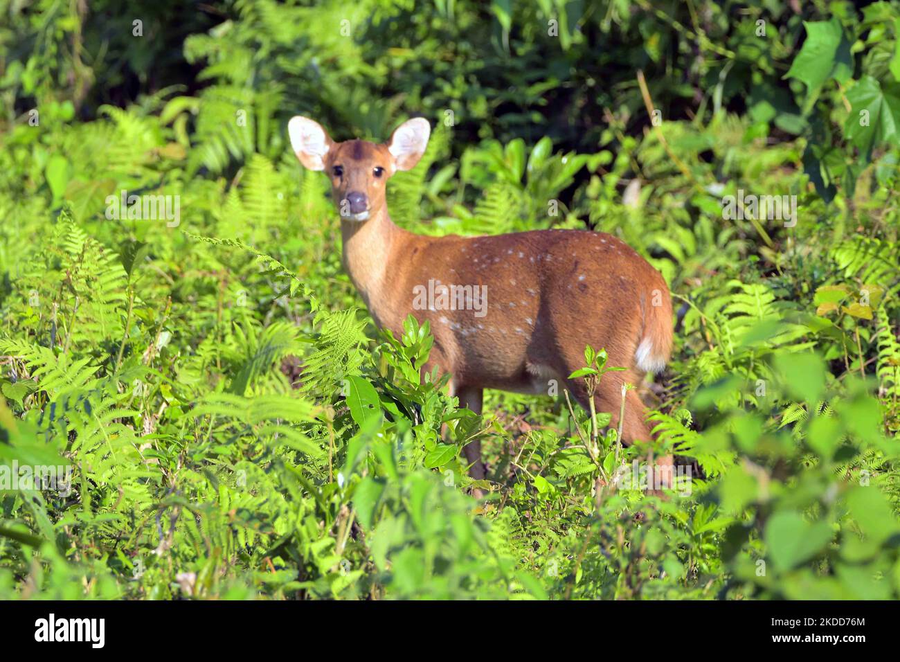 A deer graze inside Burapahar Range of Kaziranga National Park, in ...