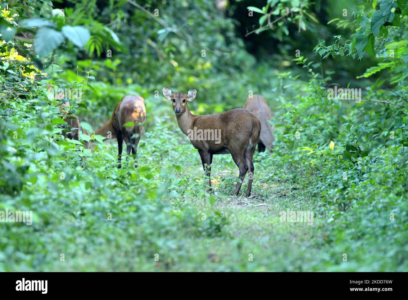 Deers graze inside Burapahar Range of Kaziranga National Park, in ...