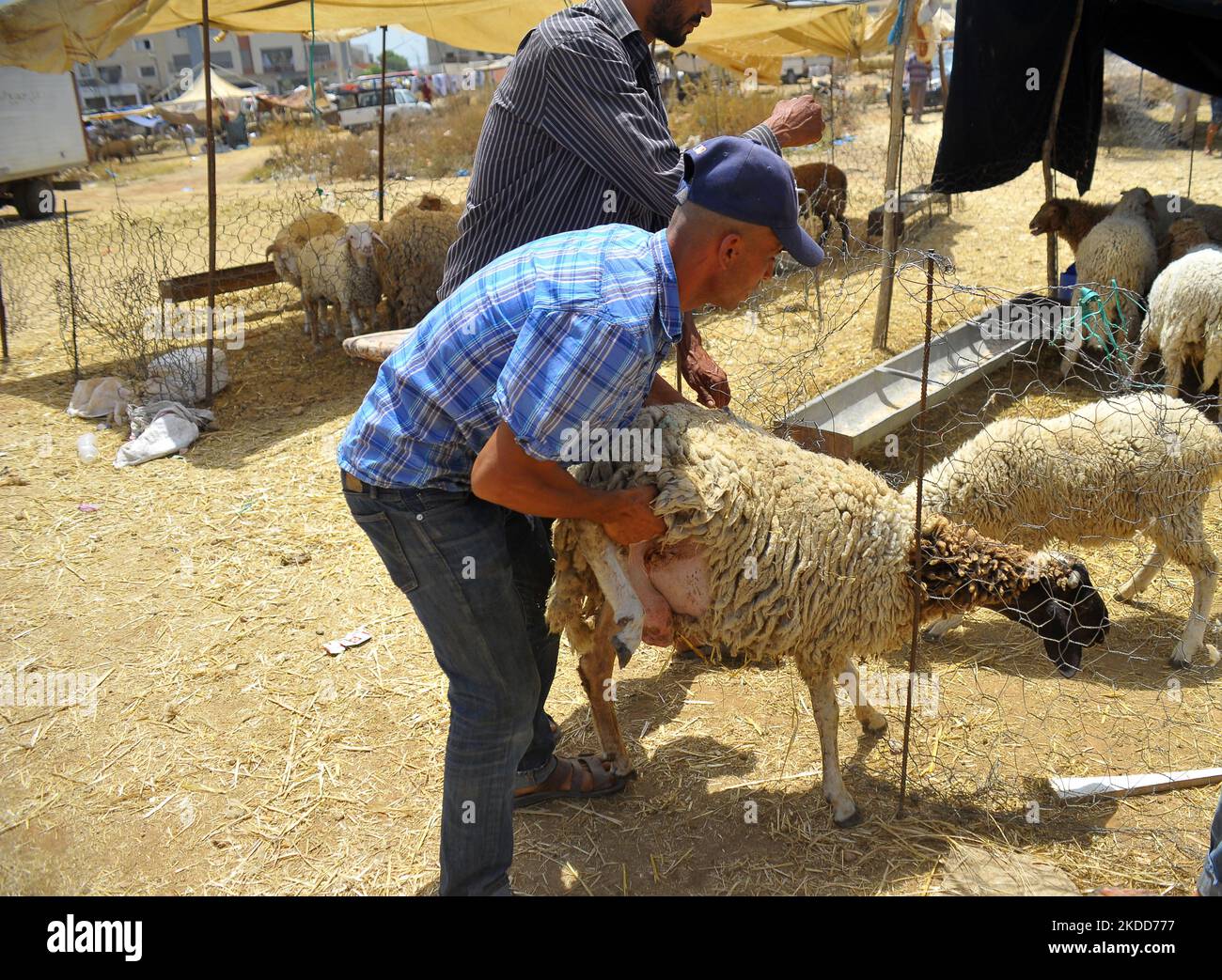 Tunis sheep hi-res stock photography and images - Alamy