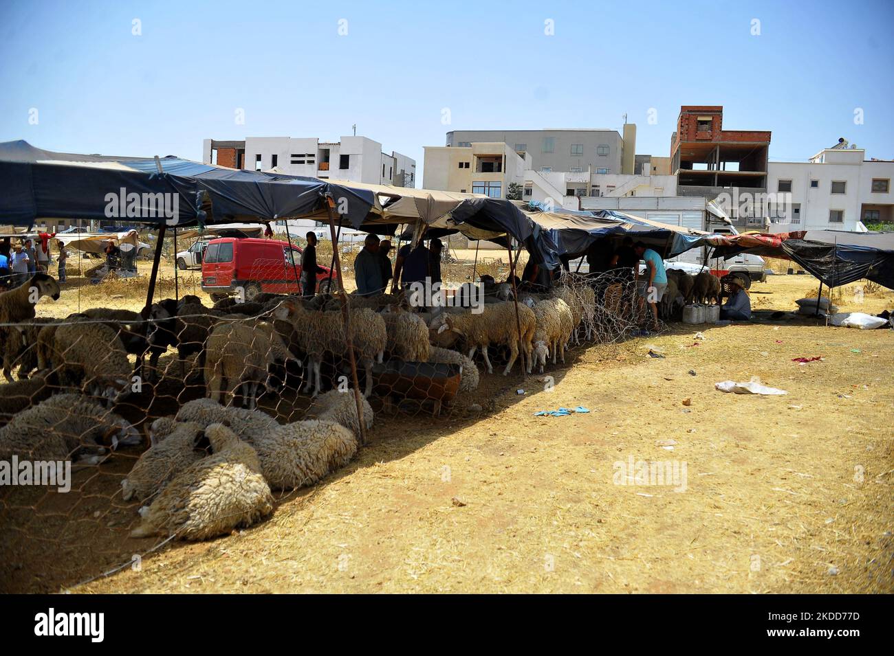 Tunis sheep hi-res stock photography and images - Alamy