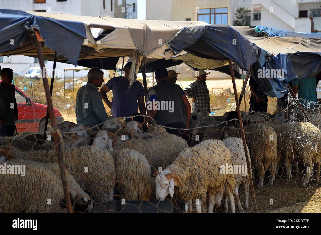 Tunis sheep hi-res stock photography and images - Alamy