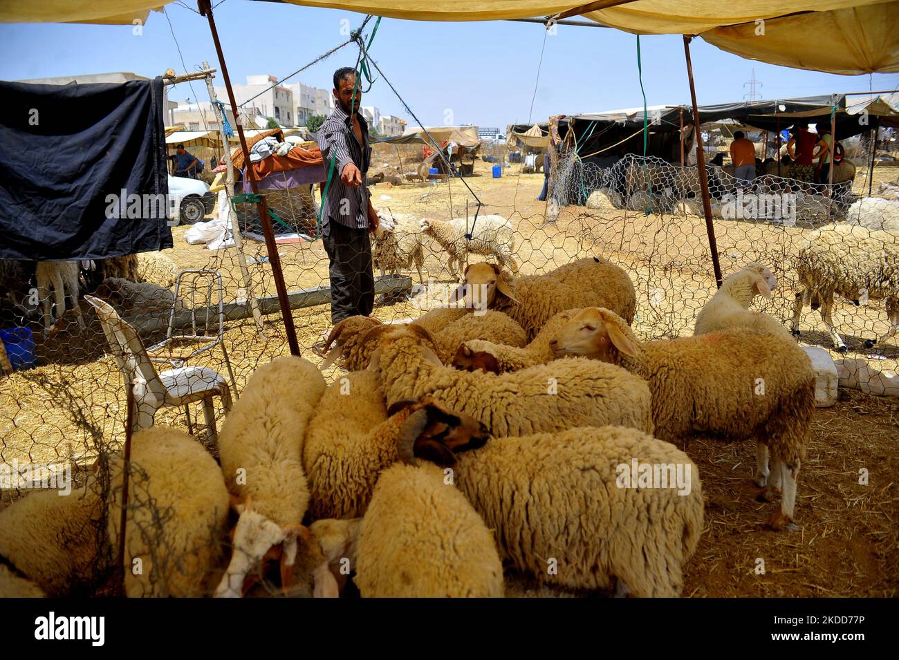 Tunis sheep hi-res stock photography and images - Alamy
