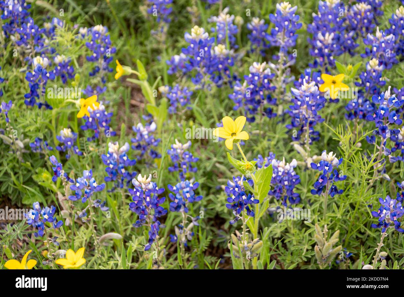 The beautiful bluebonnets growing in a field Stock Photo - Alamy