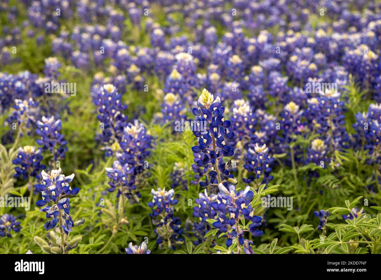 The beautiful bluebonnets growing in a field Stock Photo - Alamy