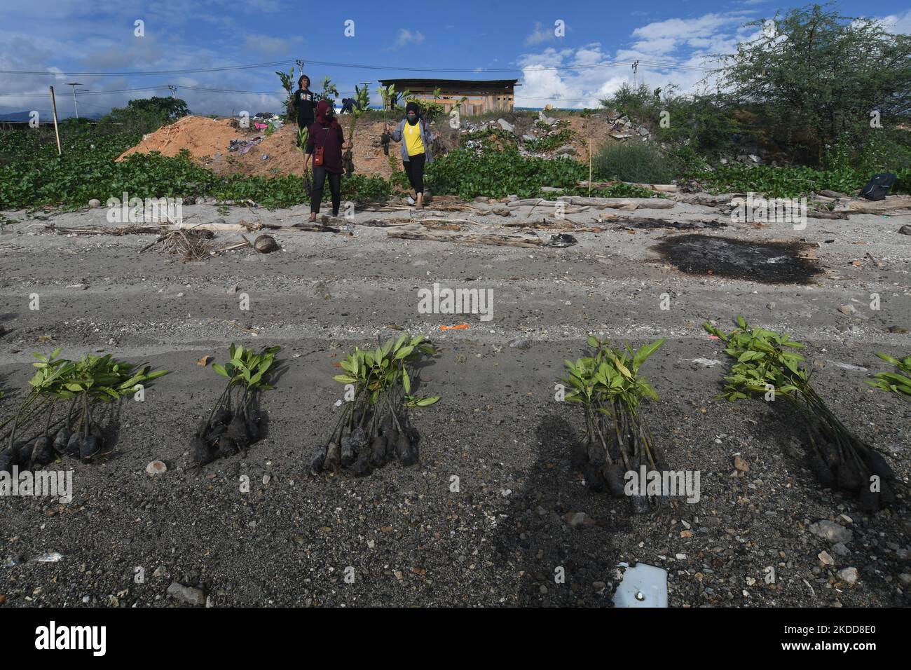 Residents plant mangrove tree seedlings on the Palu Bay Coast in Palu ...