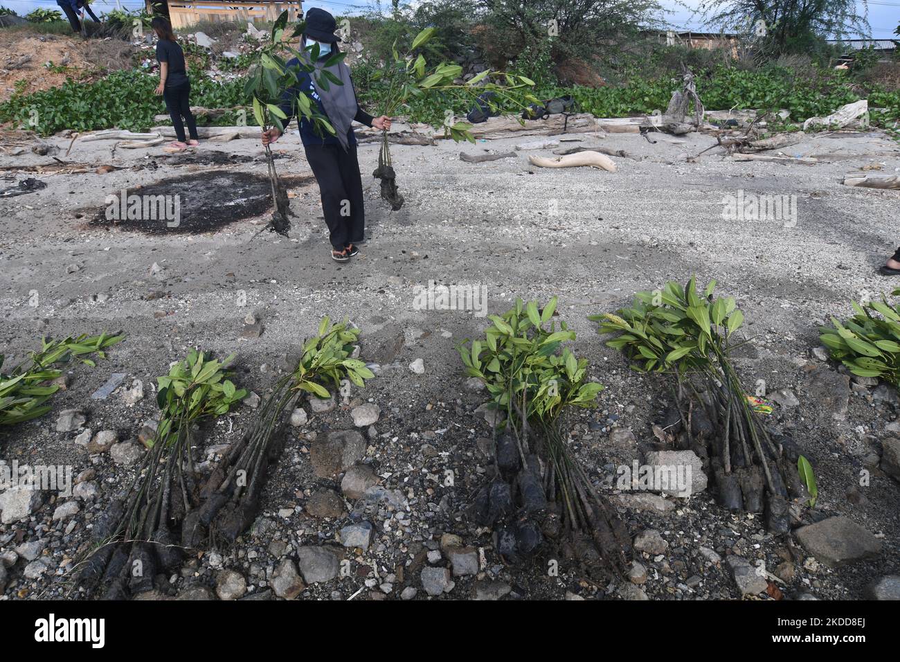 Planting mangrove tree hi-res stock photography and images - Alamy