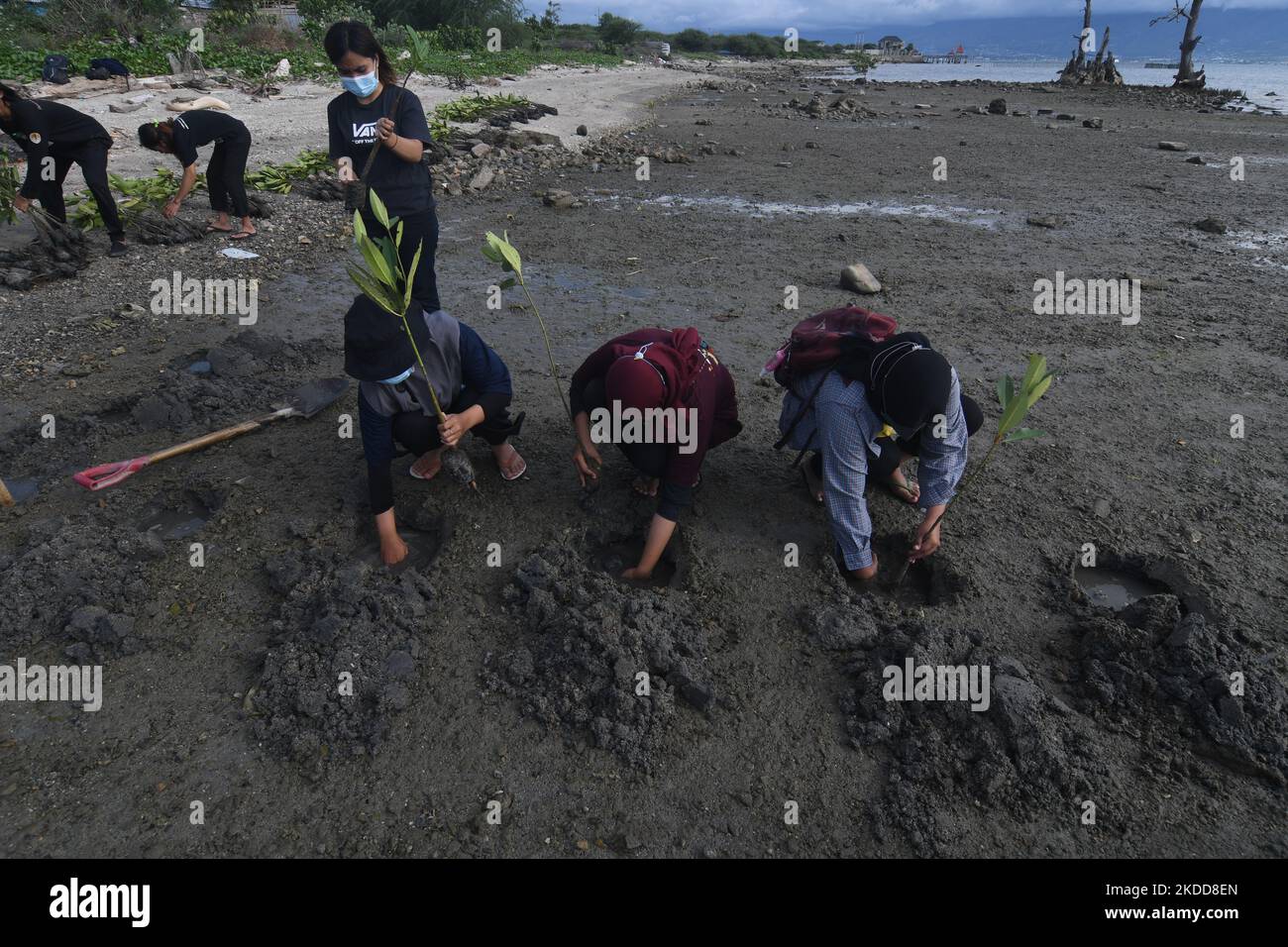 Residents plant mangrove tree seedlings on the Palu Bay Coast in Palu ...