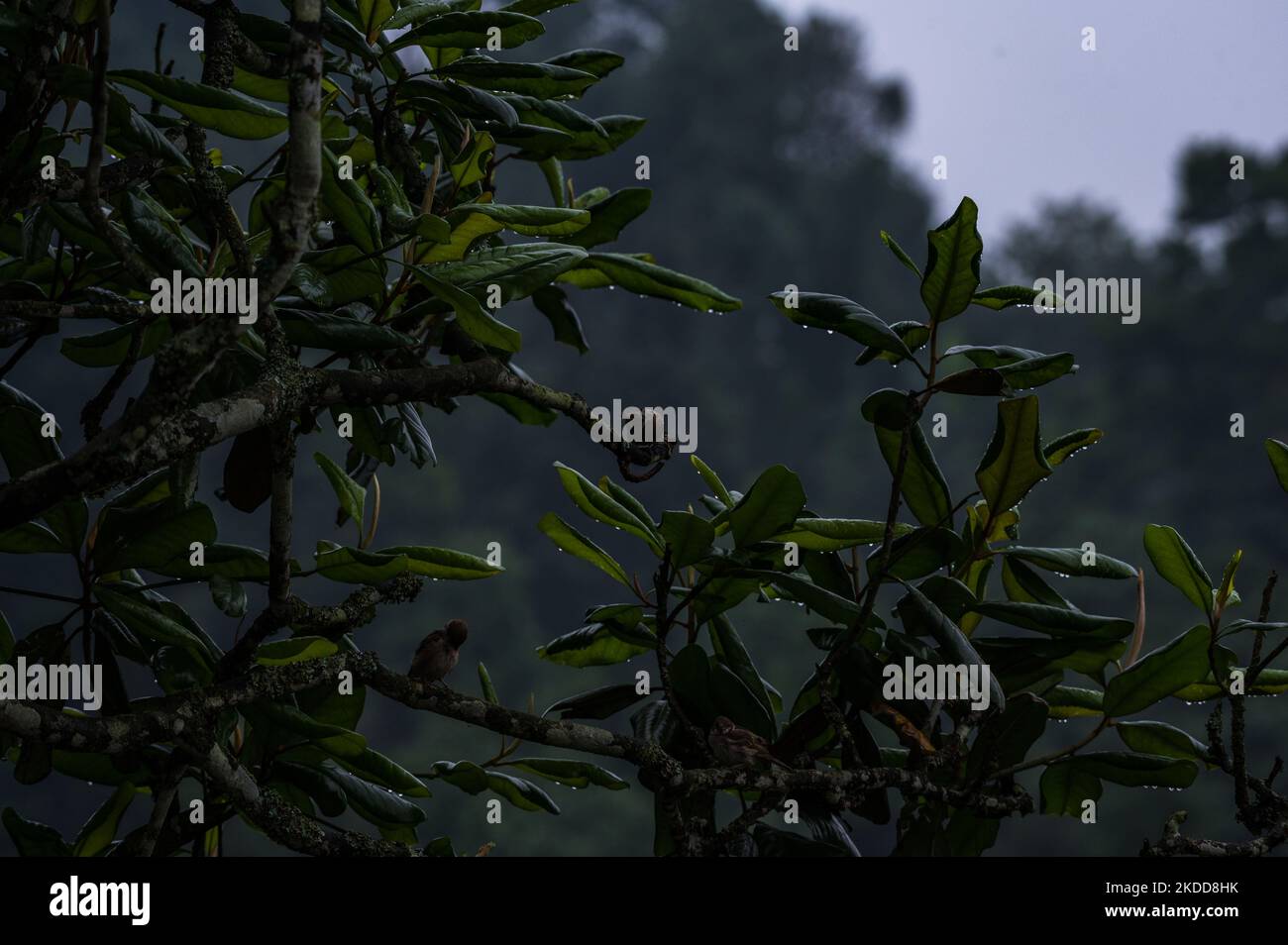 Southern magnolia (Magnolia grandiflora) or Him Champa or ootahmbal ...