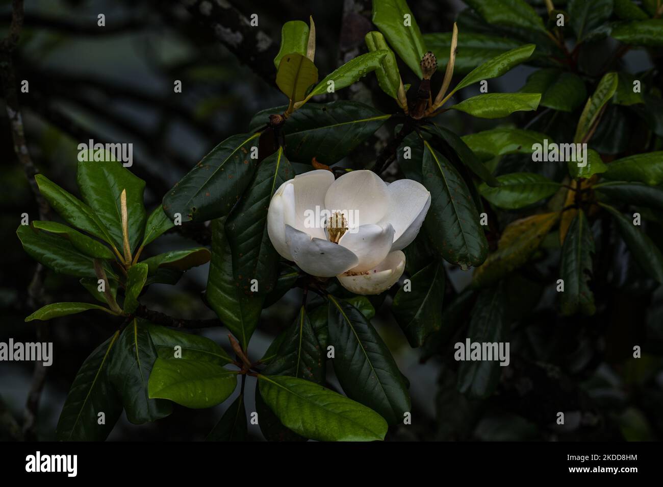 Southern magnolia (Magnolia grandiflora) or Him Champa or ootahmbal ...