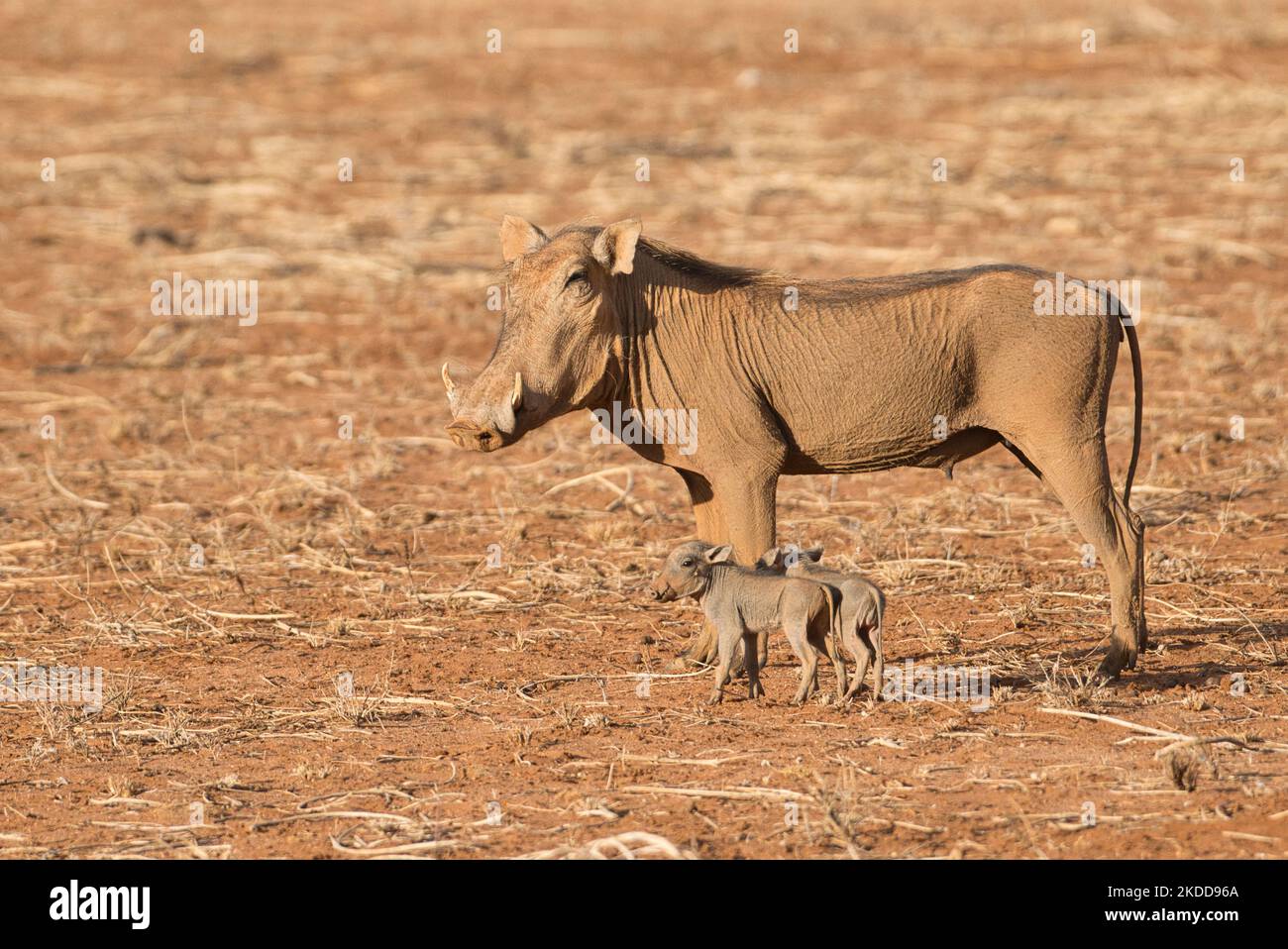 A female common warthog (Phacochoerus africanus) with two small piglets ...