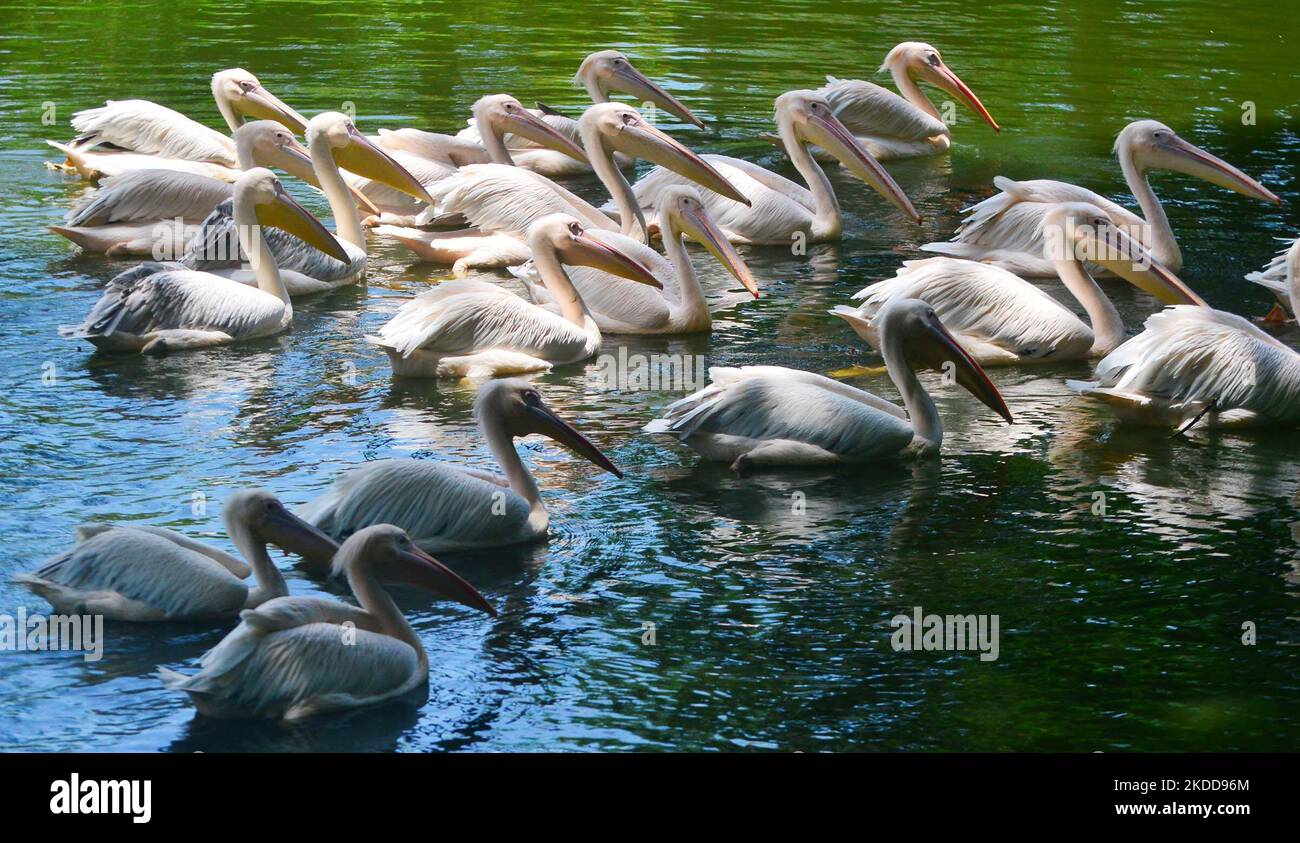 The assam state zoo botanical garden hi-res stock photography and ...