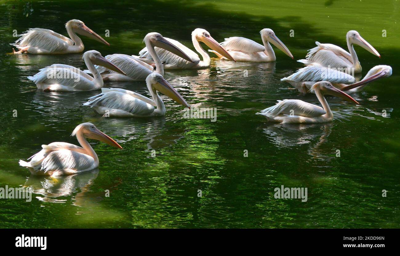 Rosy Pelican catching fish a pond at Assam State Zoo, in Guwahati ...