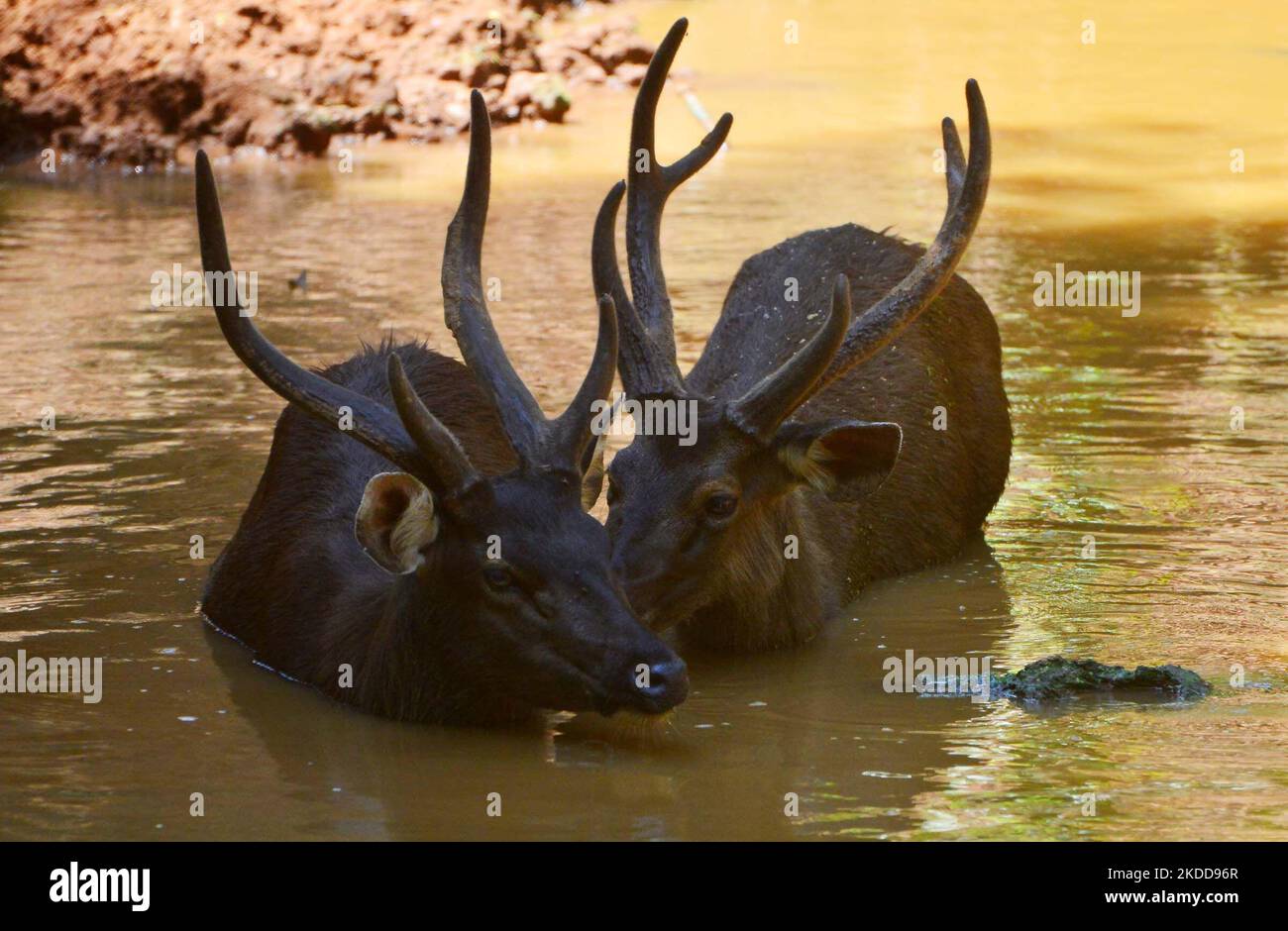 The assam state zoo botanical garden hi-res stock photography and ...