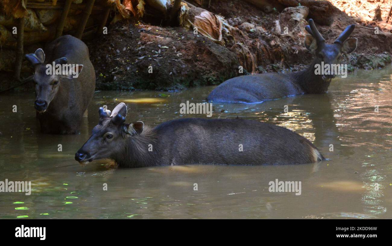 The assam state zoo botanical garden hi-res stock photography and ...