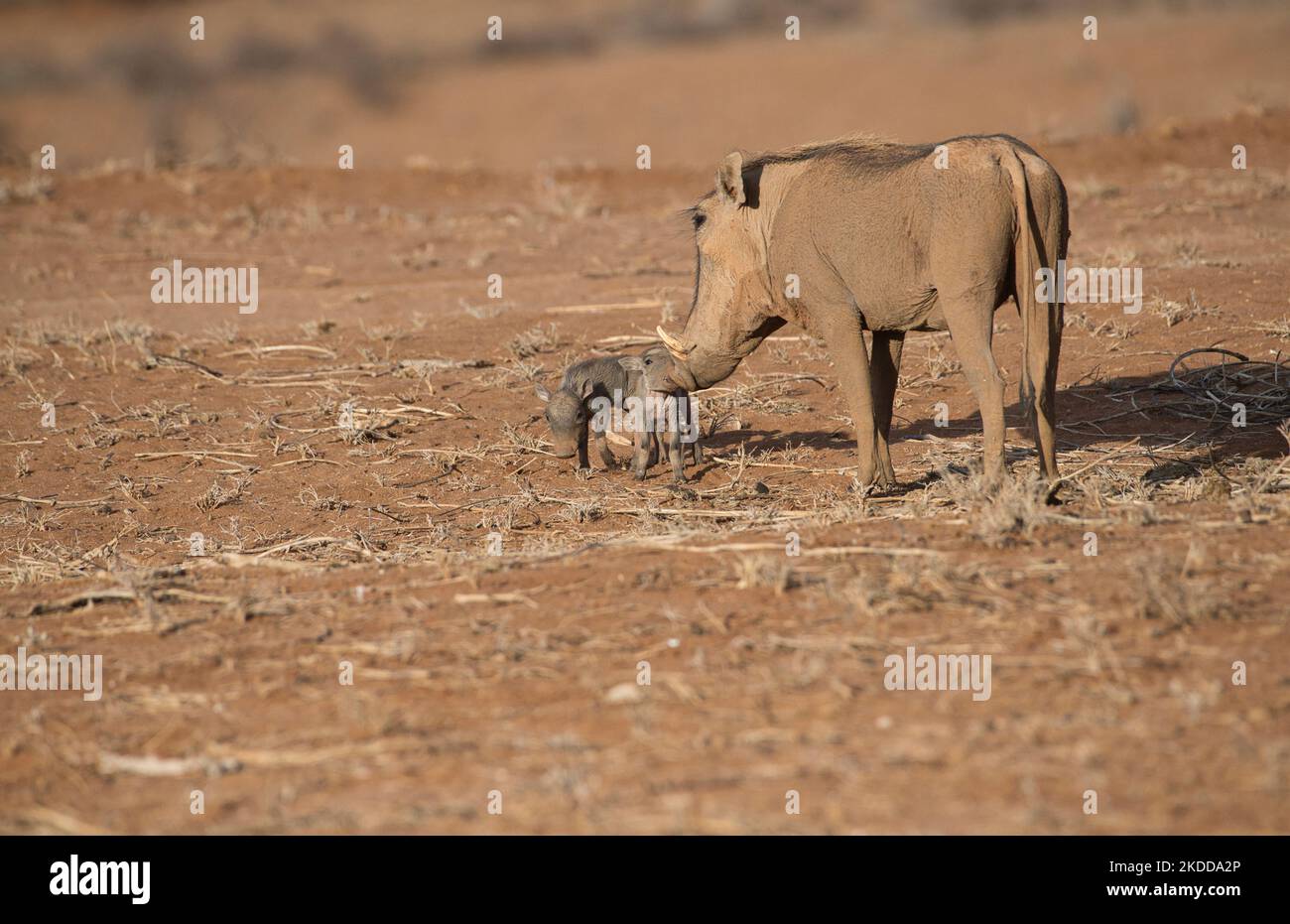 A female common warthog (Phacochoerus africanus) with two small piglets ...