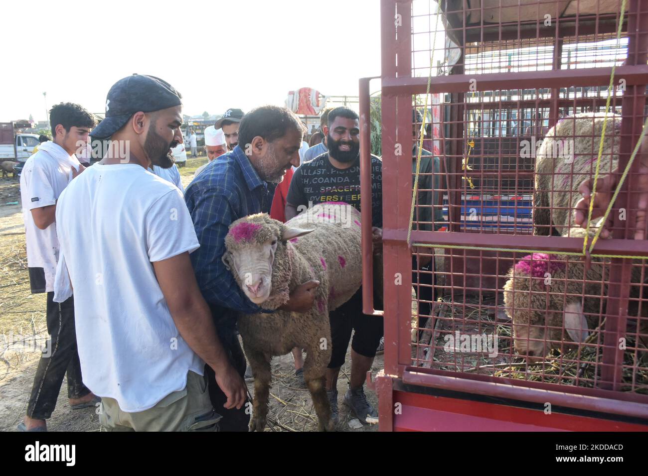 Sheep are being loaded to a goods carrier at a sacrificial livestock ...