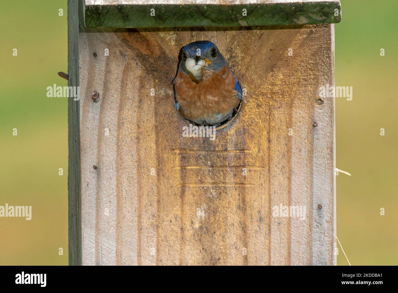 A closeup view of an adult male bluebird removing fecal sac from a ...