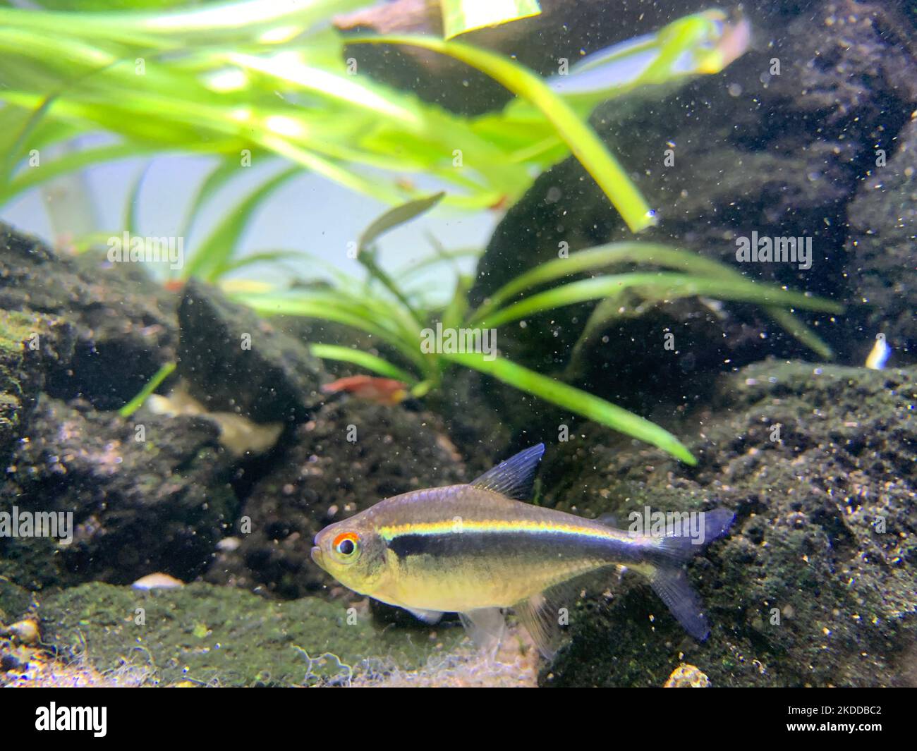 The black neon tetra fish in the aquarium Stock Photo - Alamy